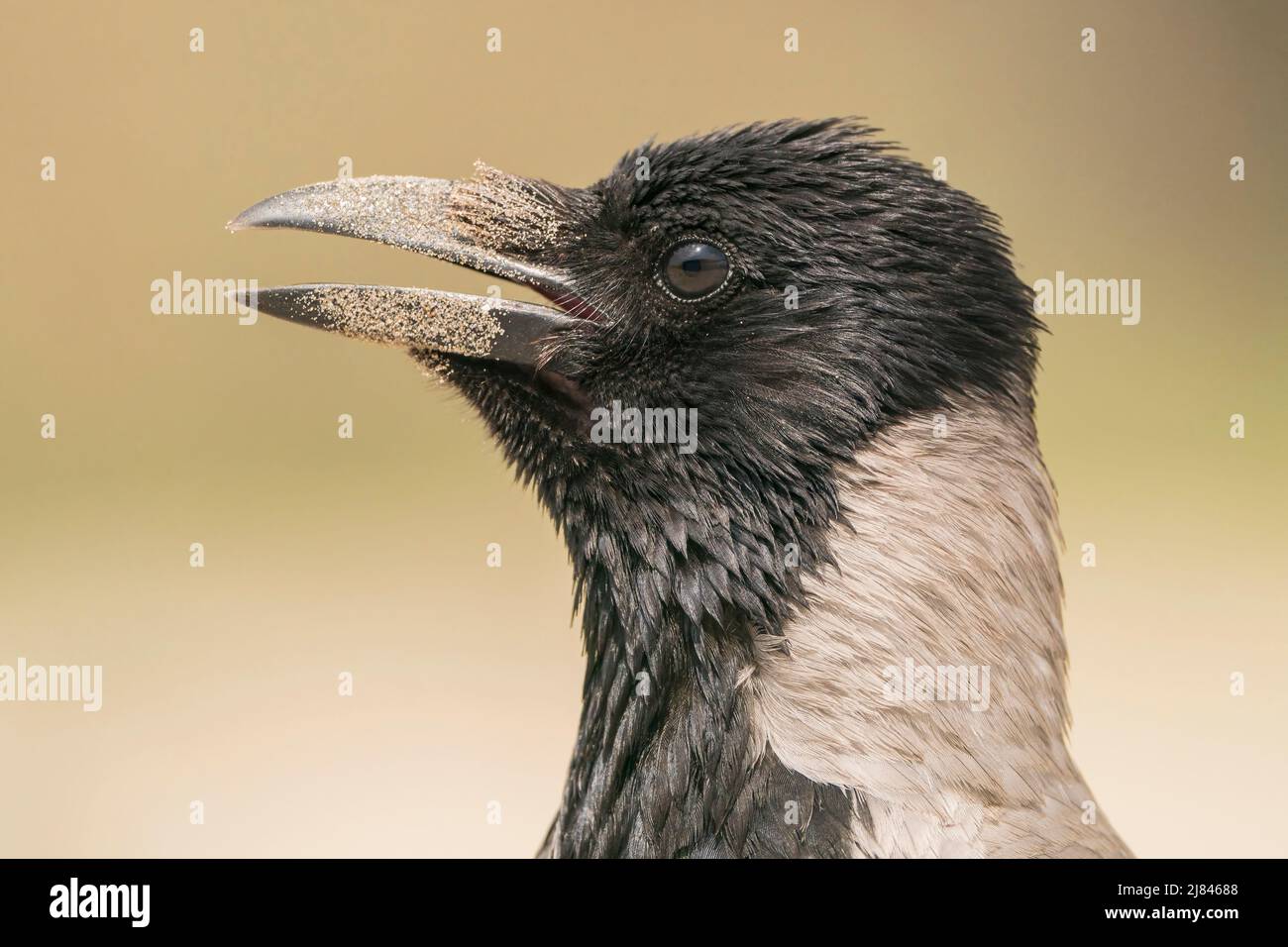 hooded crow, Corvus cornix, close up of head single bird, Danube delta ...