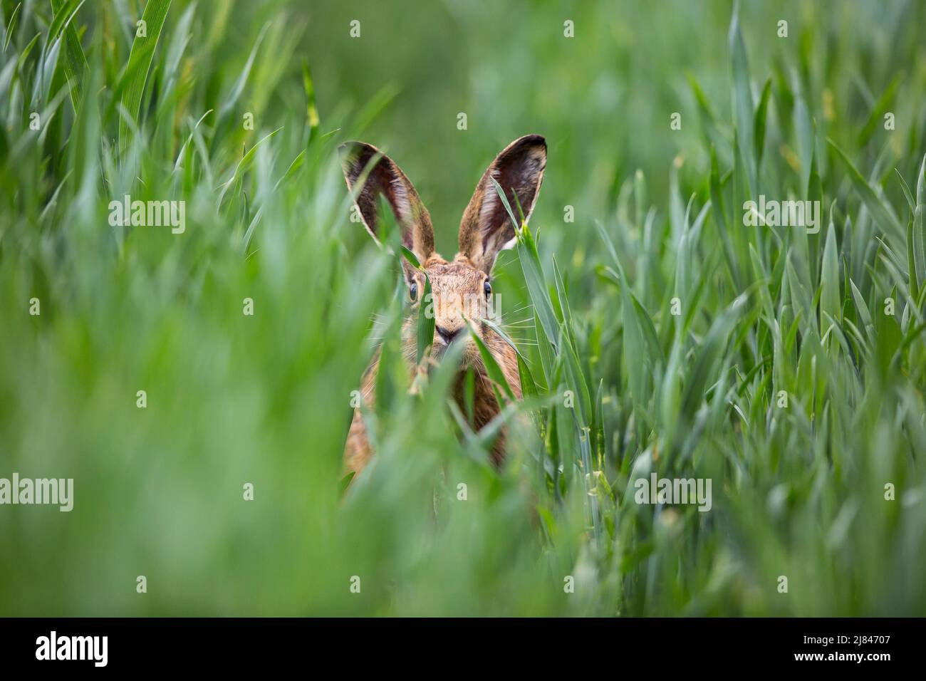 Front close up of wild European hare (Lepus europaeus) or common brown ...