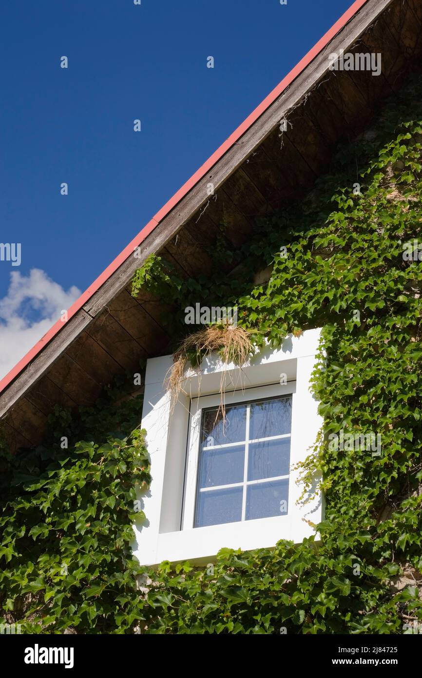 White glass pane window on old 1850s Canadiana cottage style fieldstone ...