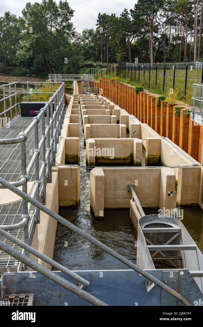 Shad fish england hi-res stock photography and images - Alamy