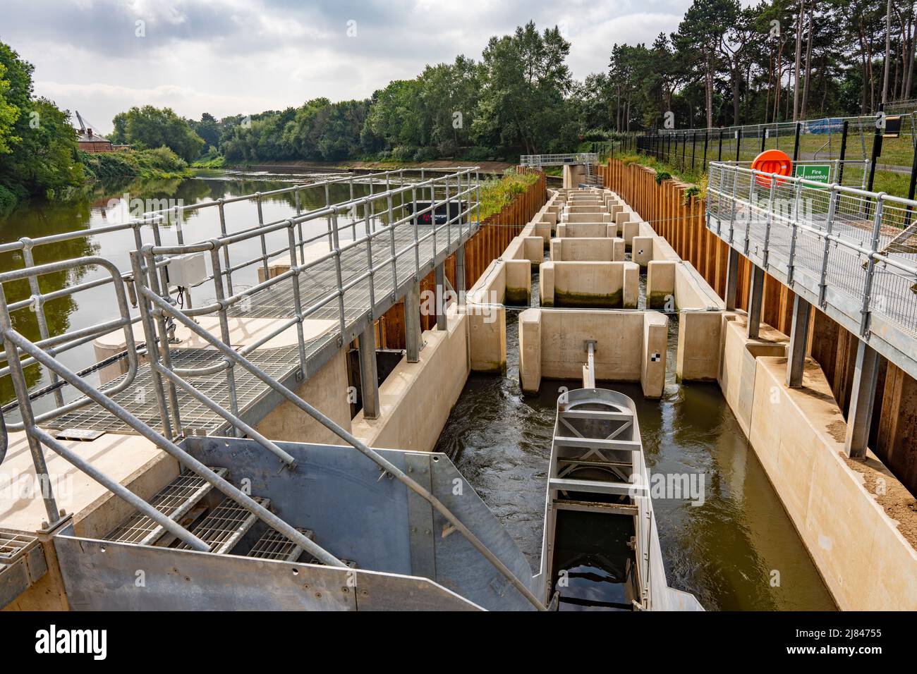 Shad fish river hi-res stock photography and images - Alamy