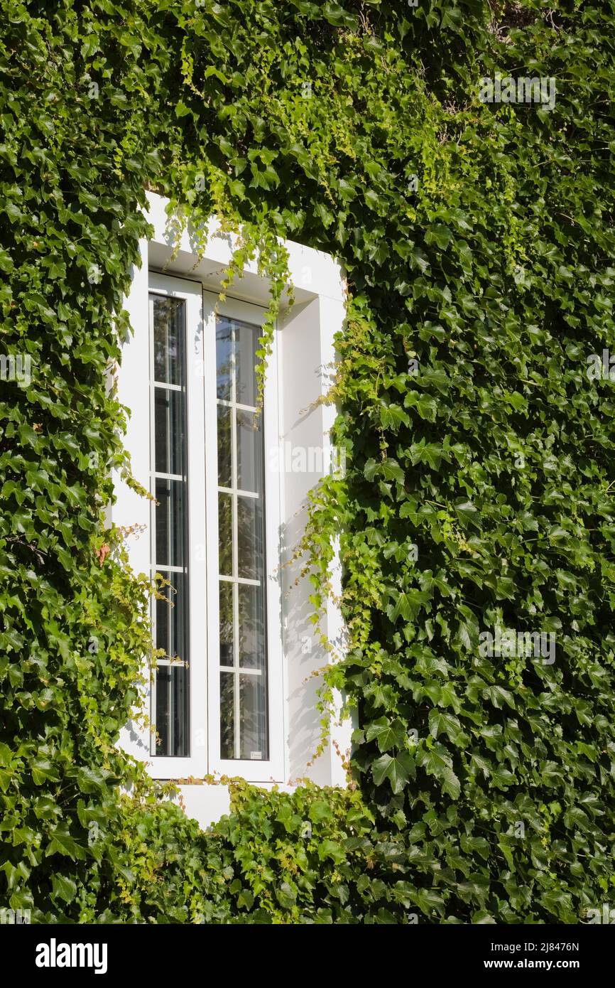 White glass pane window on old 1850s Canadiana cottage style fieldstone ...