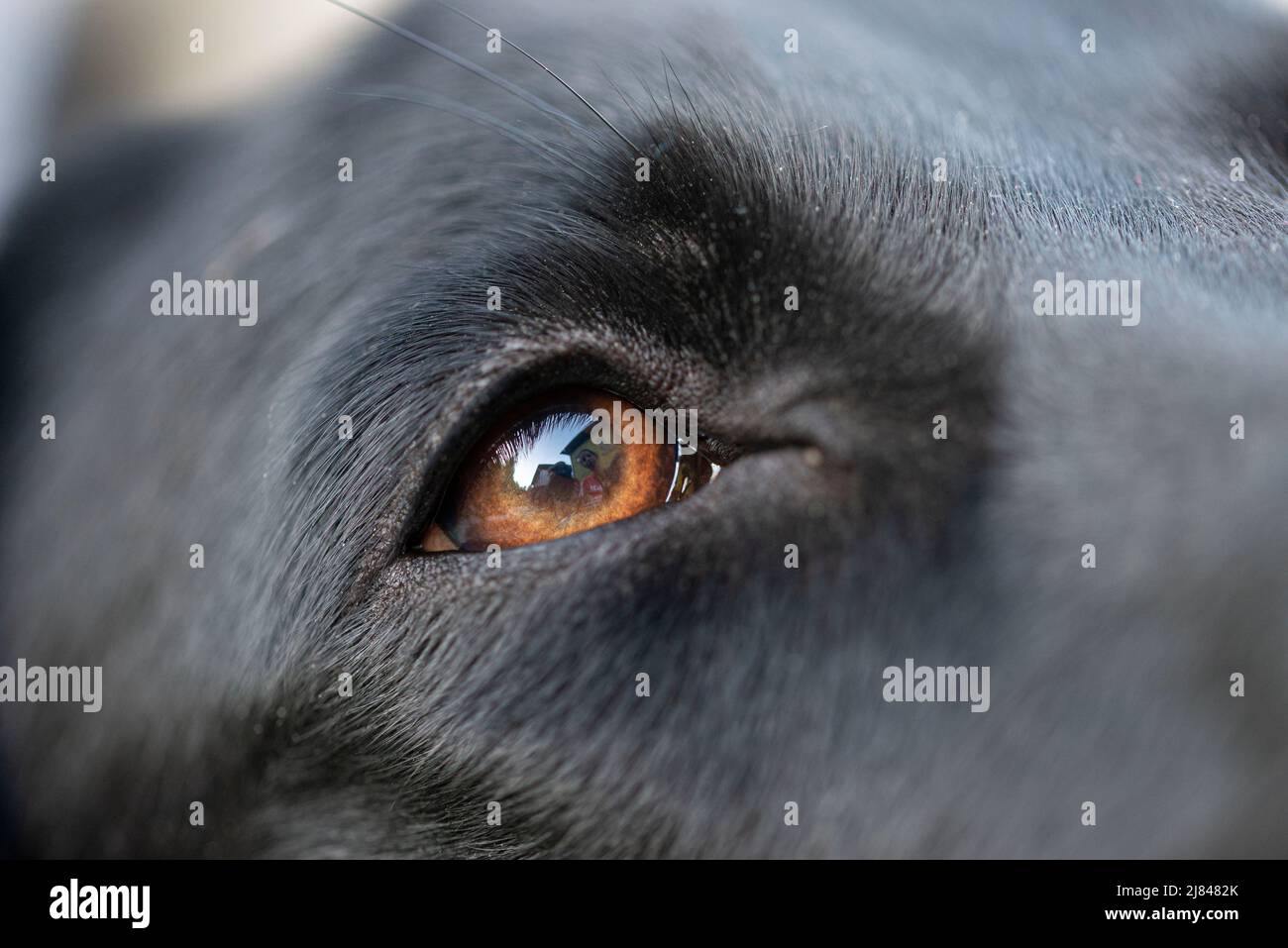 Closeup view of a black labrador dog eye with a reflection of her owner ...