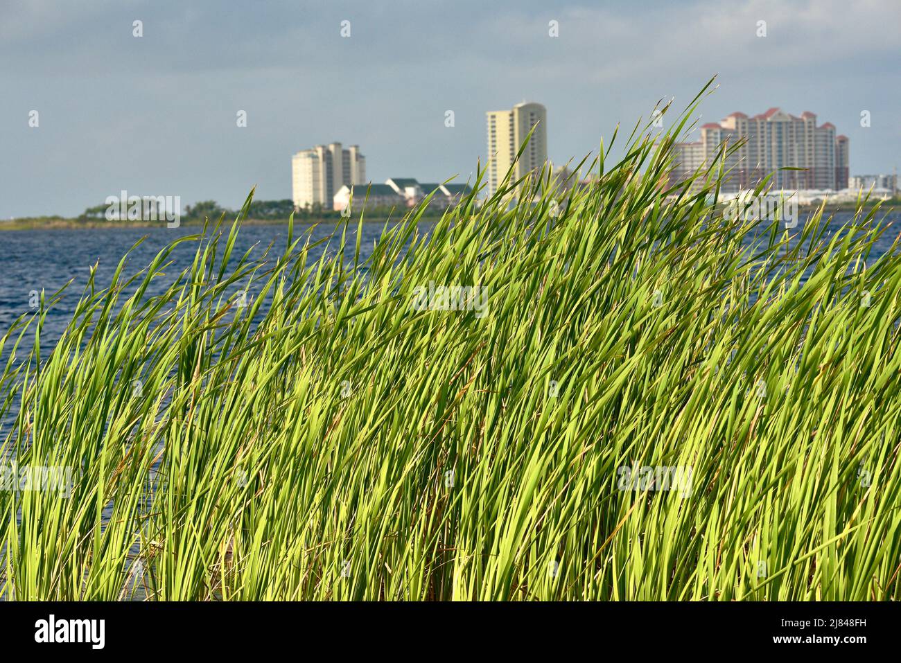 Natural grasses at the water edge, along Lake Shelby in Gulf State Park ...