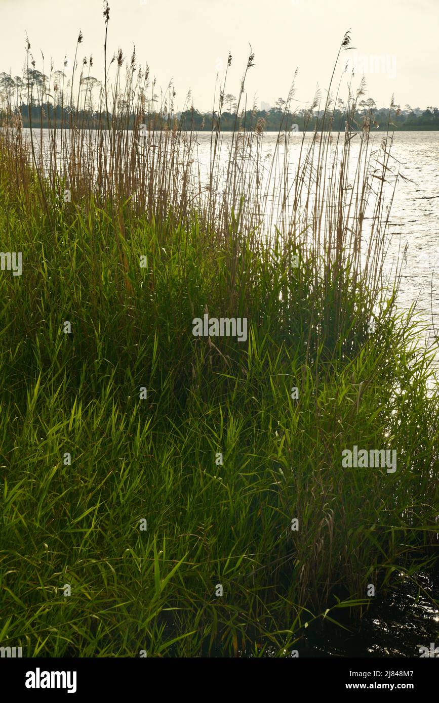 Natural grasses at the water edge, along Lake Shelby in Gulf State Park ... Natural grasses at the water edge, along Lake Shelby in Gulf State Park ...