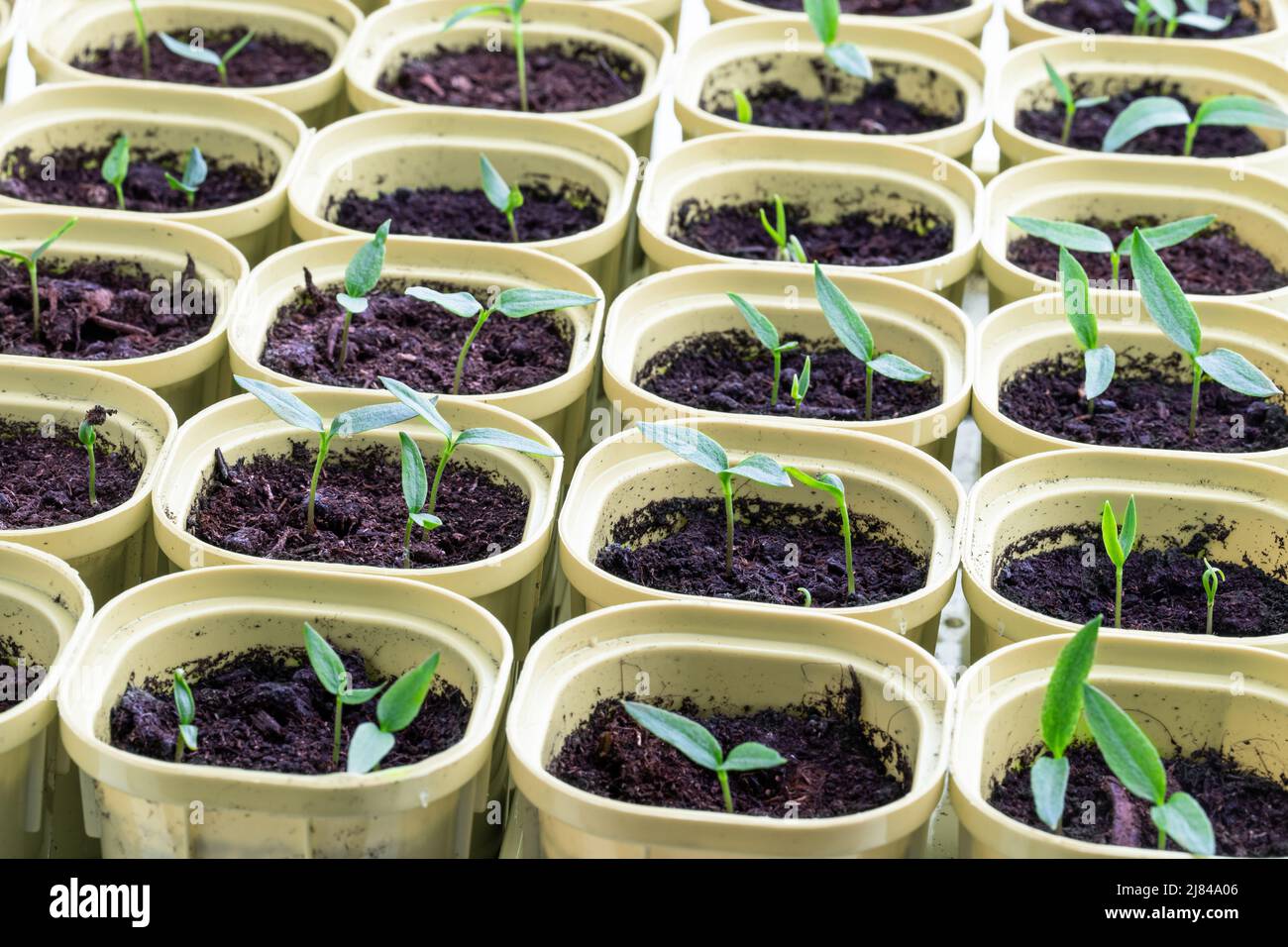 Young baby green pepper crops in plastic pots isolated on white Stock ...