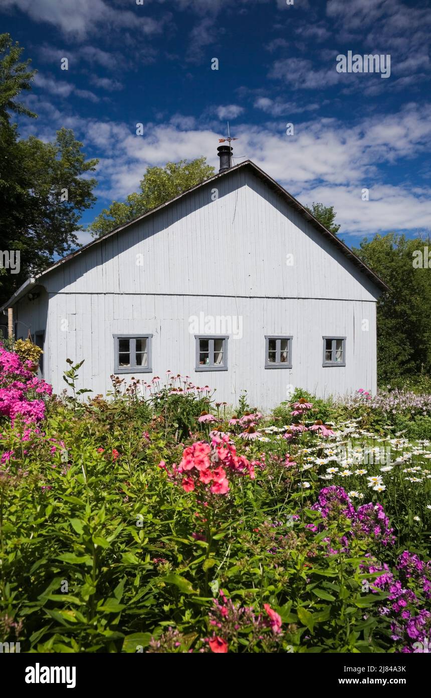 Old circa 1913 gray wood plank barn and purple Phlox, white ...