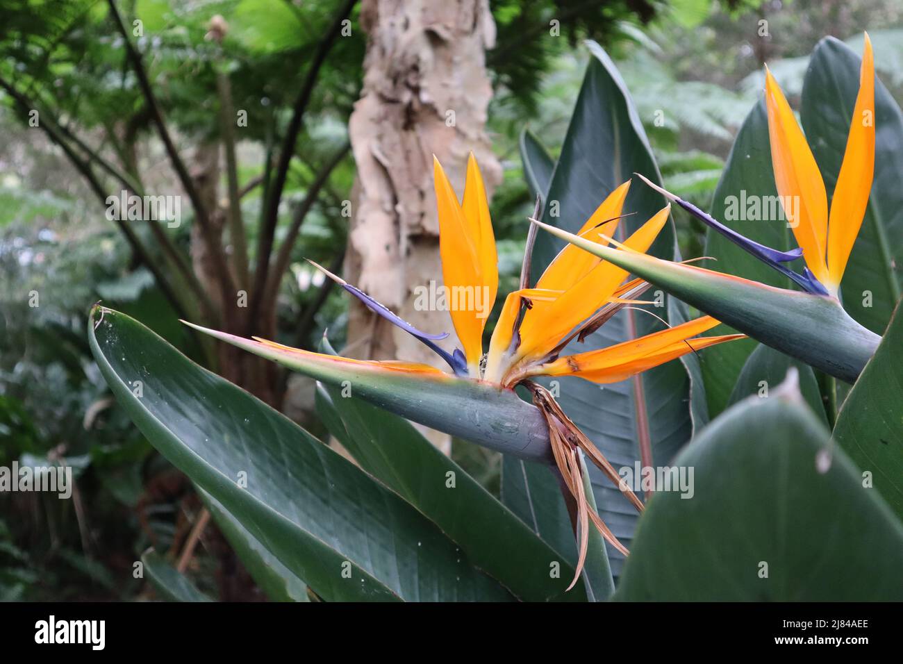 Birds of Paradise Stock Photo - Alamy