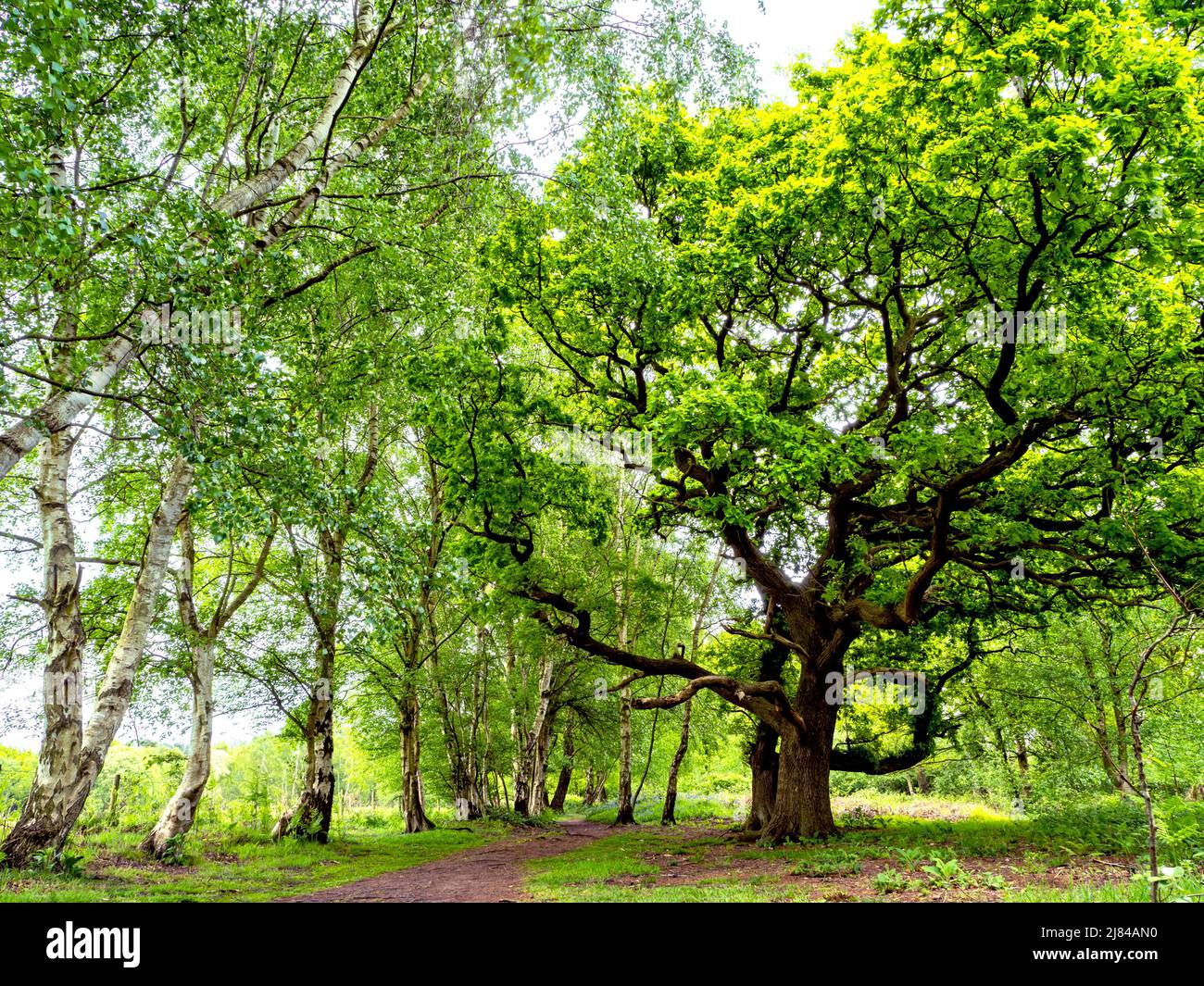 Trees in a wood with fresh green spring foliage Stock Photo - Alamy