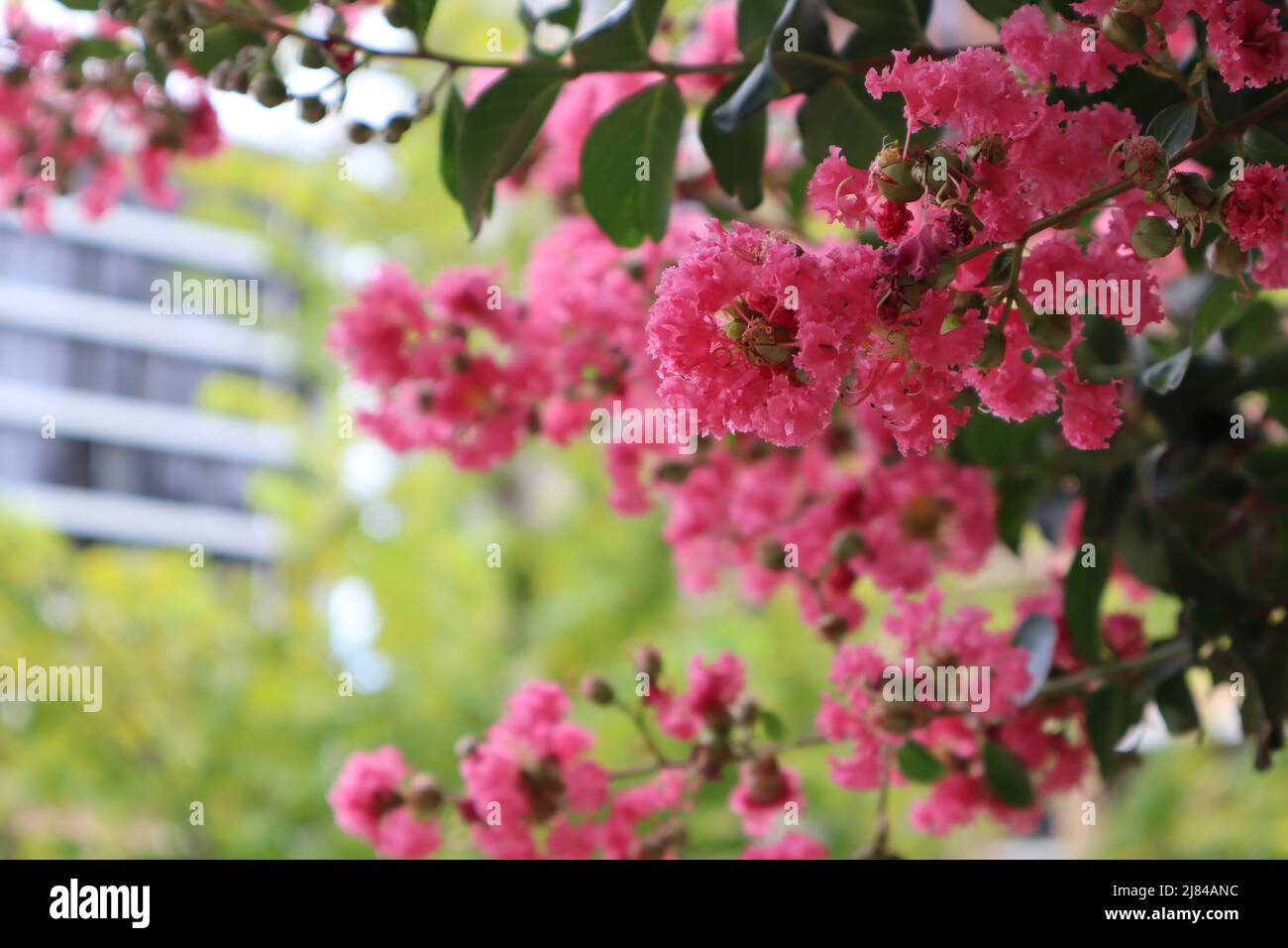 Blooming Crape Myrtle Stock Photo - Alamy