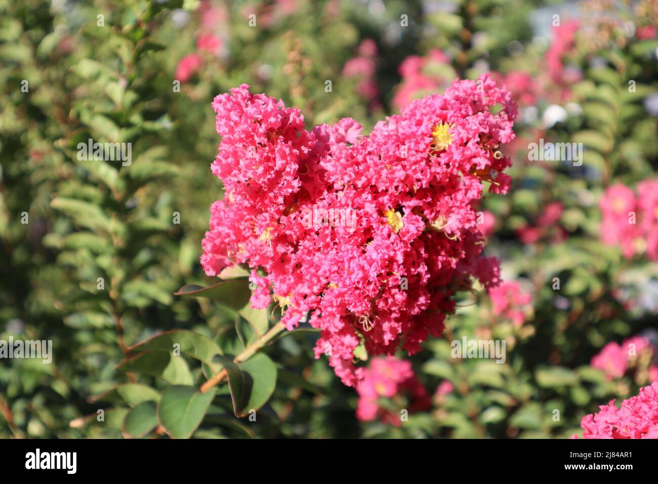 Blooming Crape Myrtle Stock Photo - Alamy