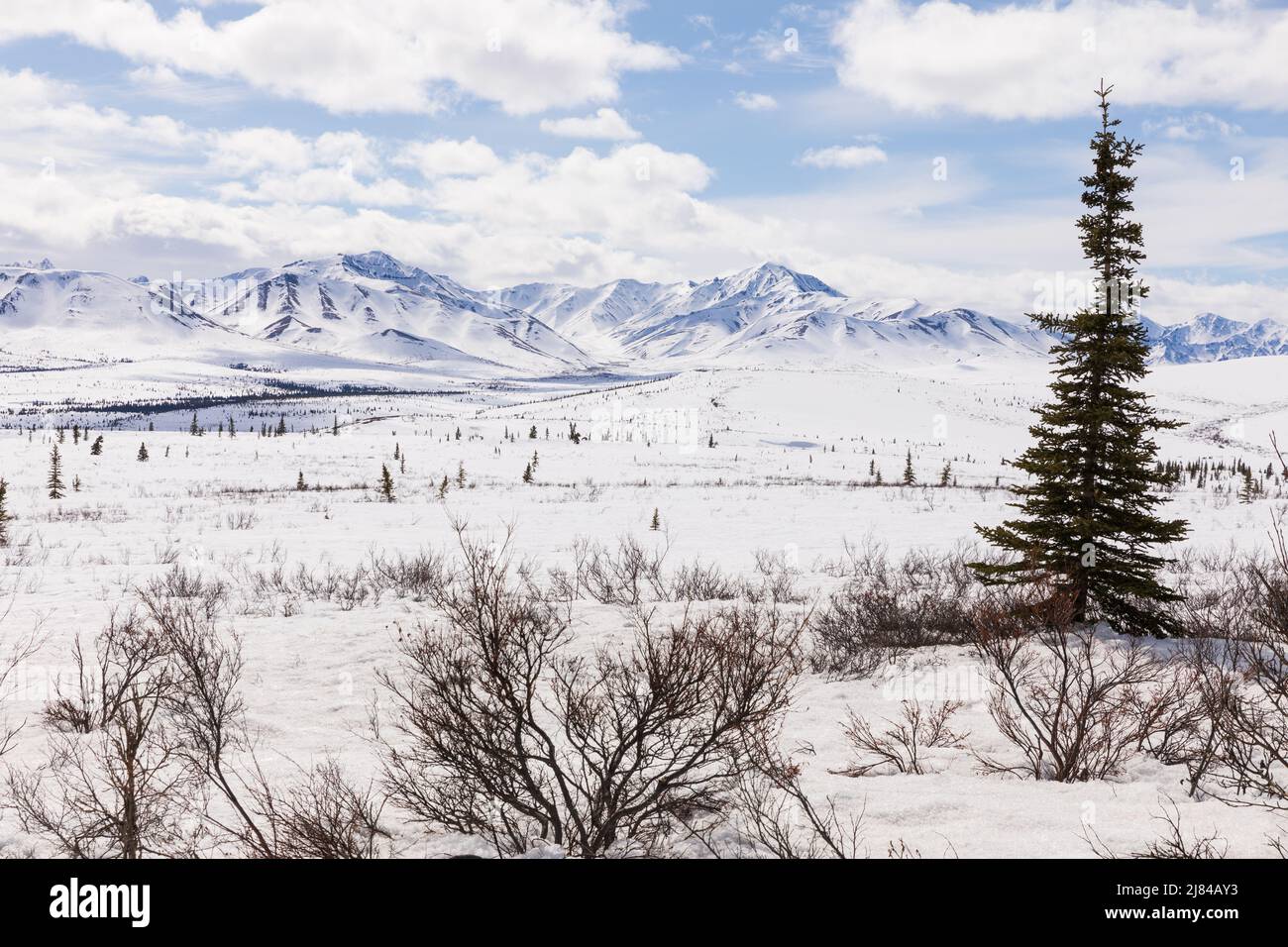 Frozen Winter Wilderness in Denali National Park Stock Photo - Alamy
