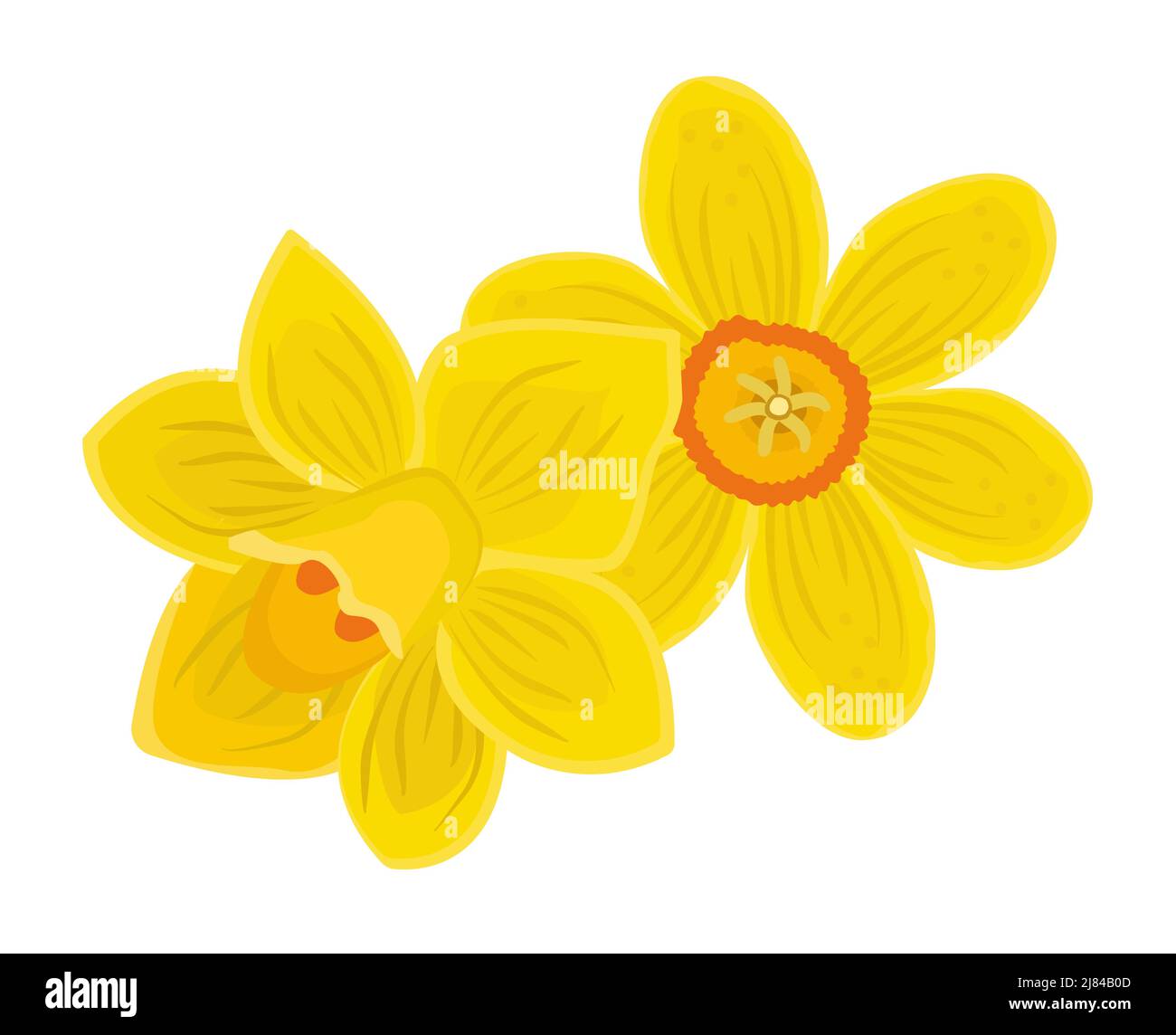 Two bright yellow daffodils, colorful illustration Stock Vector Image ...
