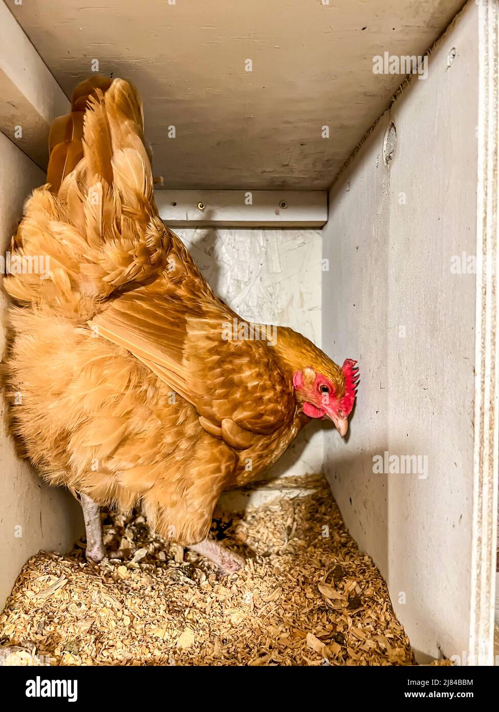 Layer chicken in a cage free coop for laying eggs Stock Photo - Alamy