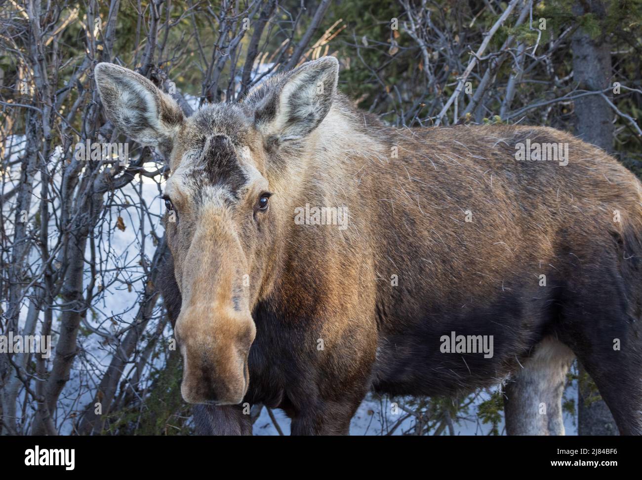 Denali national park female moose hi-res stock photography and images ...