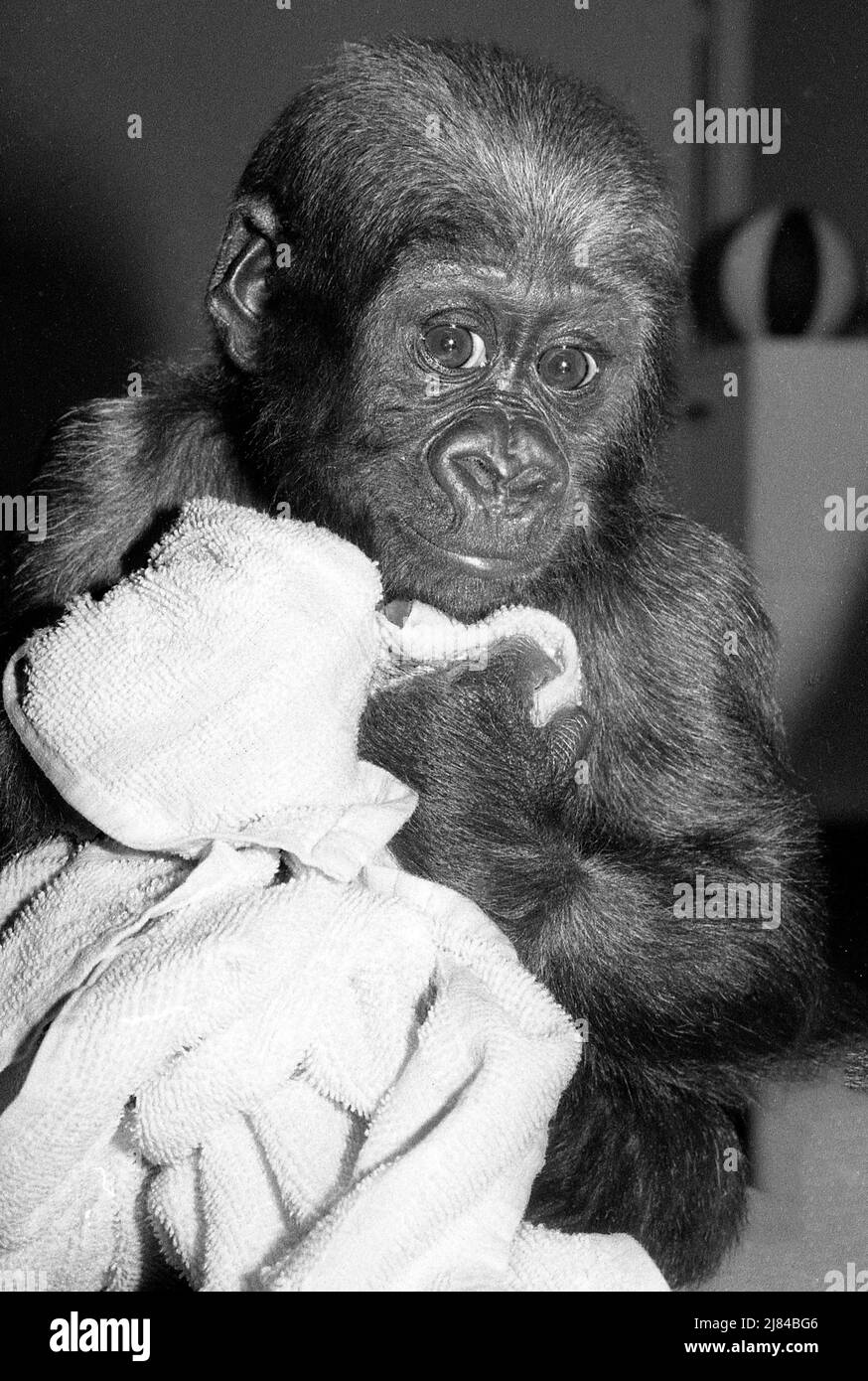 Cute black baby Black and White Stock Photos & Images - Alamy