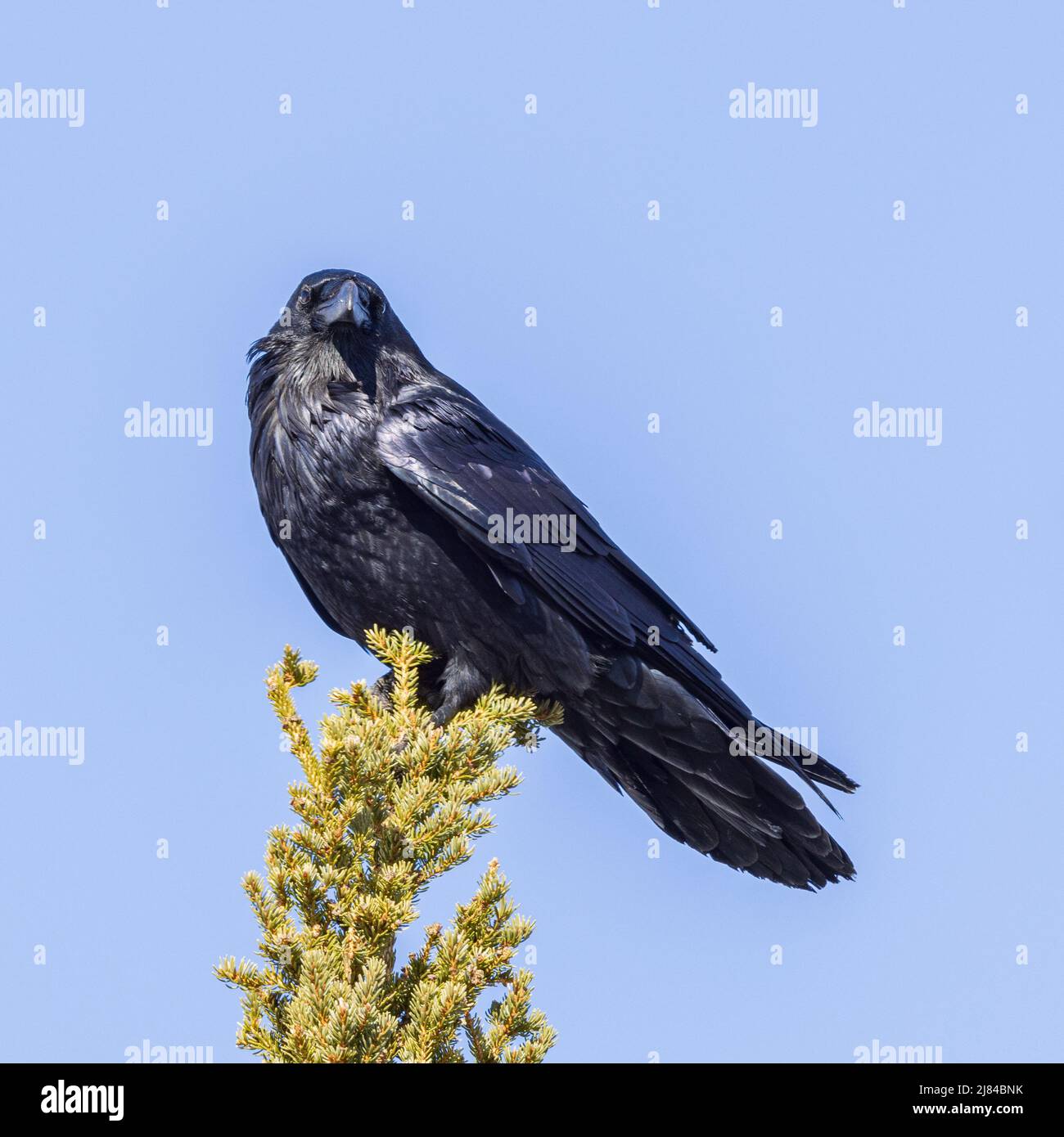 A Common Raven in Alaska Stock Photo - Alamy