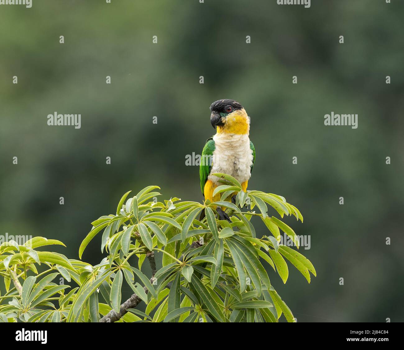 Black capped parrot hi-res stock photography and images - Alamy