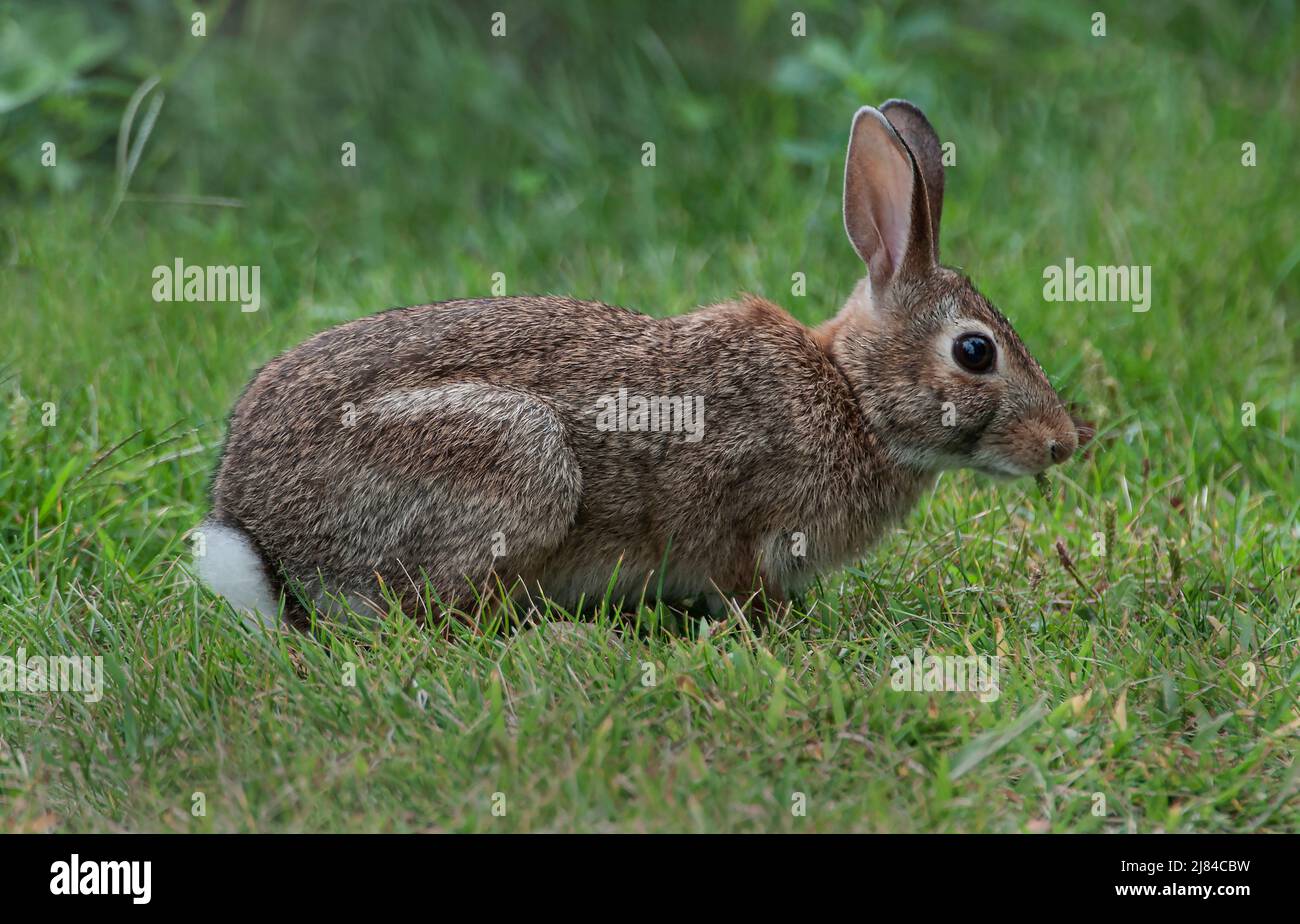 Eastern Cottontail Rabbit, foraging for food, lawn, E USA, by Skip ...