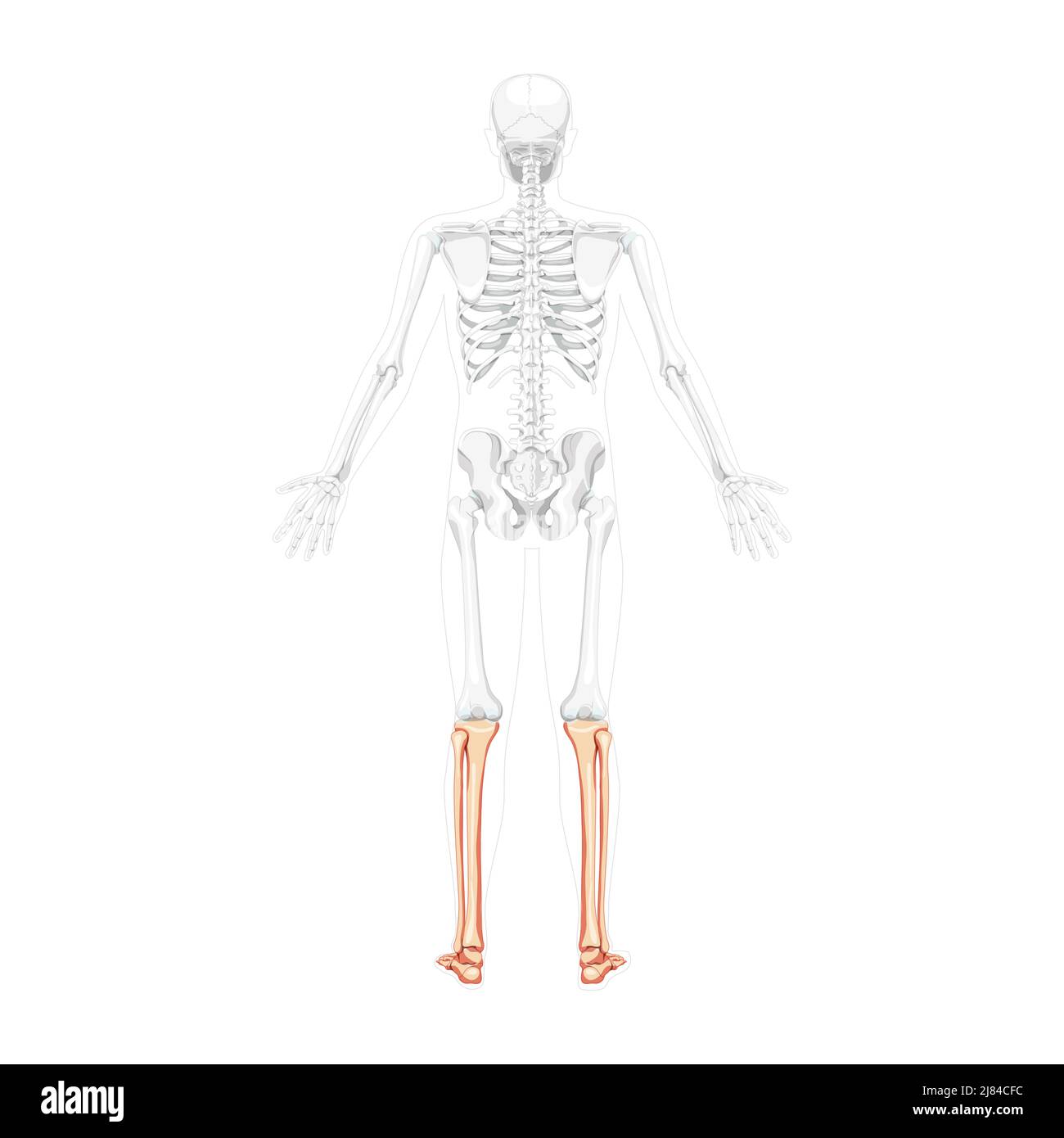 Skeleton leg tibia, fibula, Foot Human back view with two arm open ...