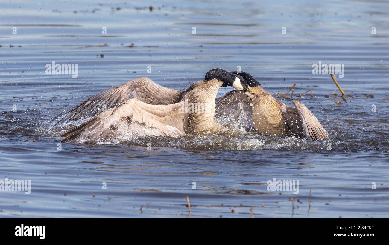 Canada goose fighting hi-res stock photography and images - Alamy