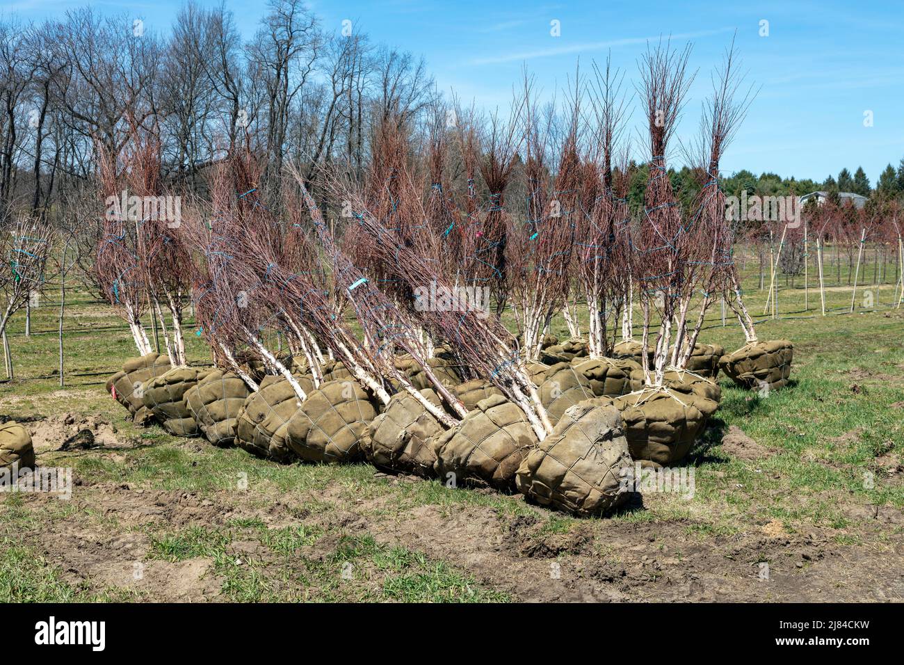 Young trees at nursery, ready for planting, Spring, E USA, by James D ...