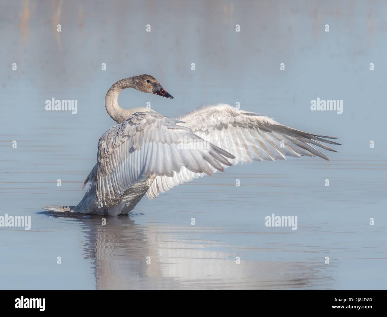 Bird wing display hi-res stock photography and images - Alamy