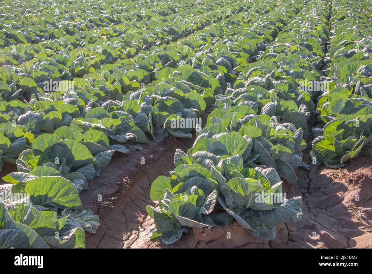 Cabbage vegetable growing in rows and ready for harvest Stock Photo - Alamy