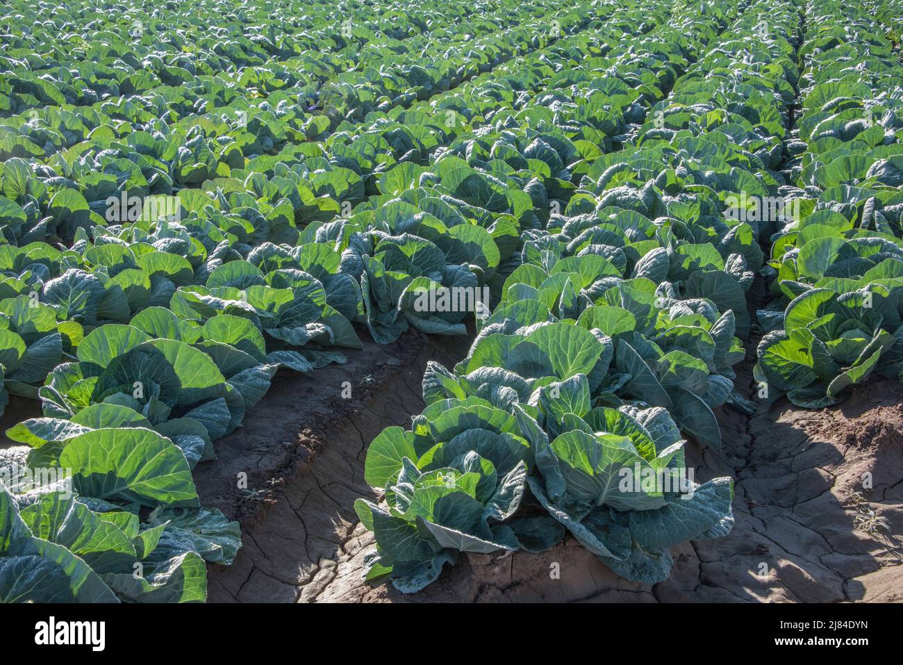 Row and rows of cabbages are ready for harvest in Yuma, Arizona, USA ...