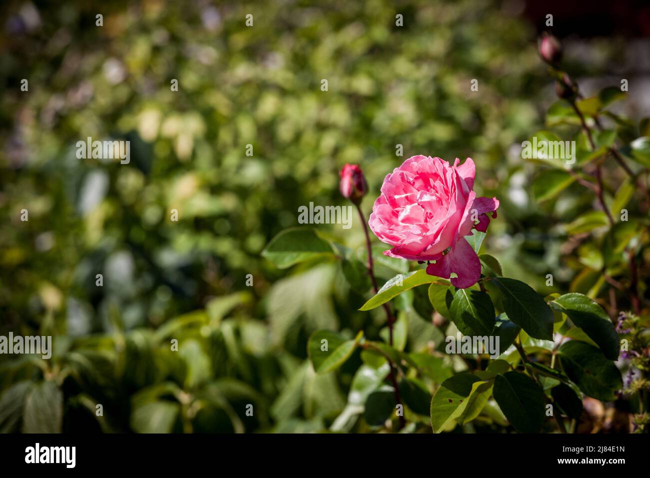 Picture of pink roses on their tree, close up on them, green background ...
