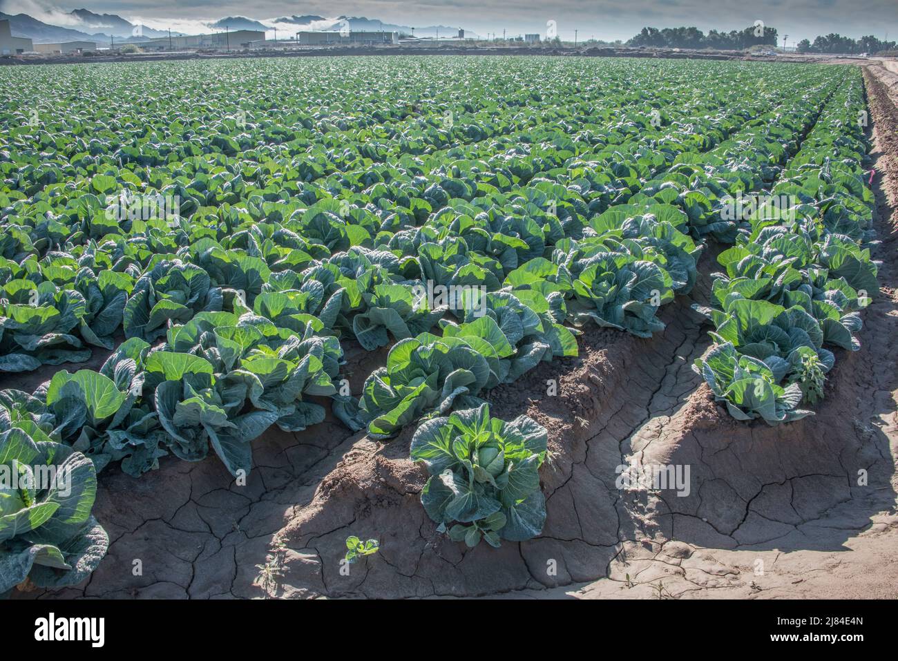 Truck farm vegetable harvest hi-res stock photography and images - Alamy
