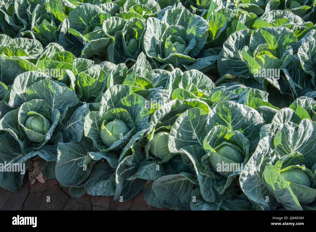 Yuma arizona flood hi-res stock photography and images - Alamy