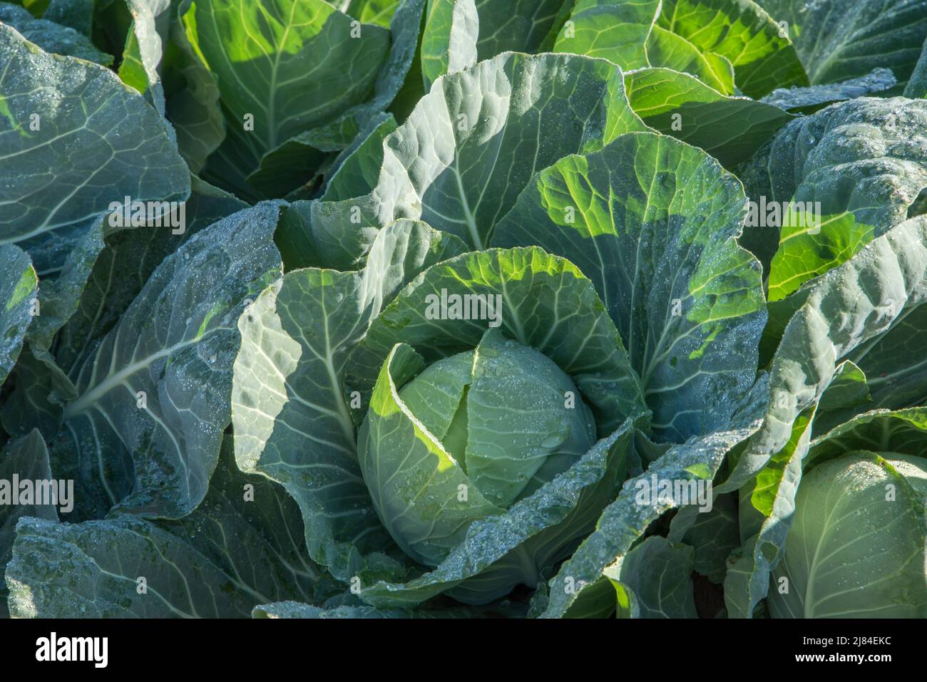Truck farm vegetable harvest hi-res stock photography and images - Alamy