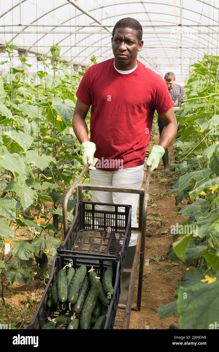 African American farmer carrying wheelbarrow with cucumbers Stock Photo ...