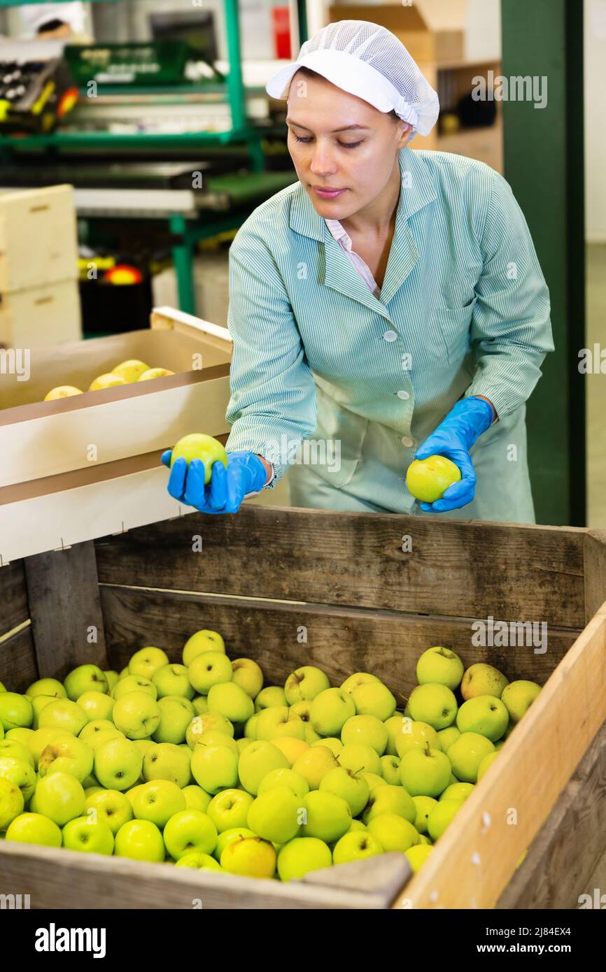 Employee inspecting quality of apples in sorting factory Stock Photo ...
