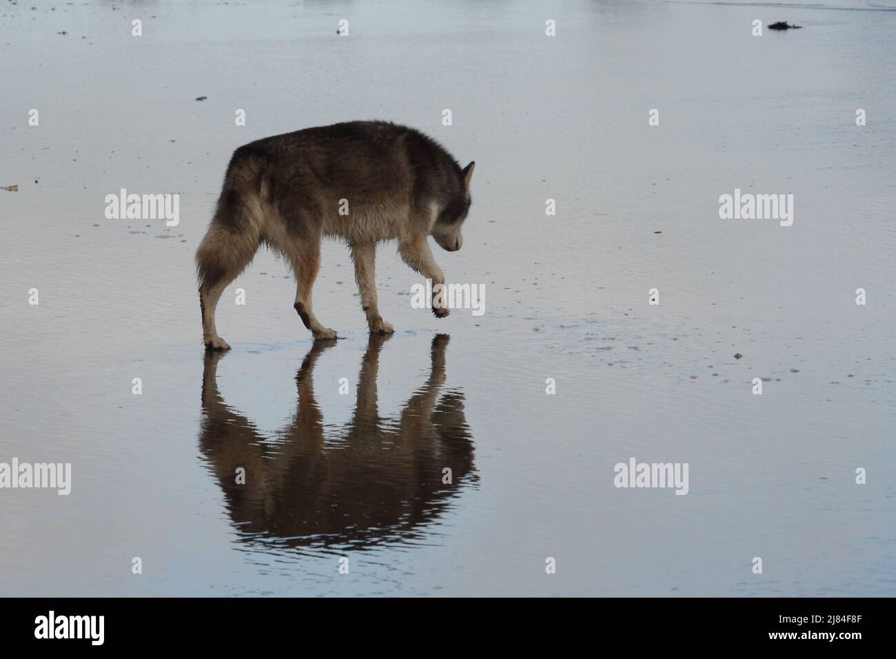 Dog reflection hi-res stock photography and images - Alamy