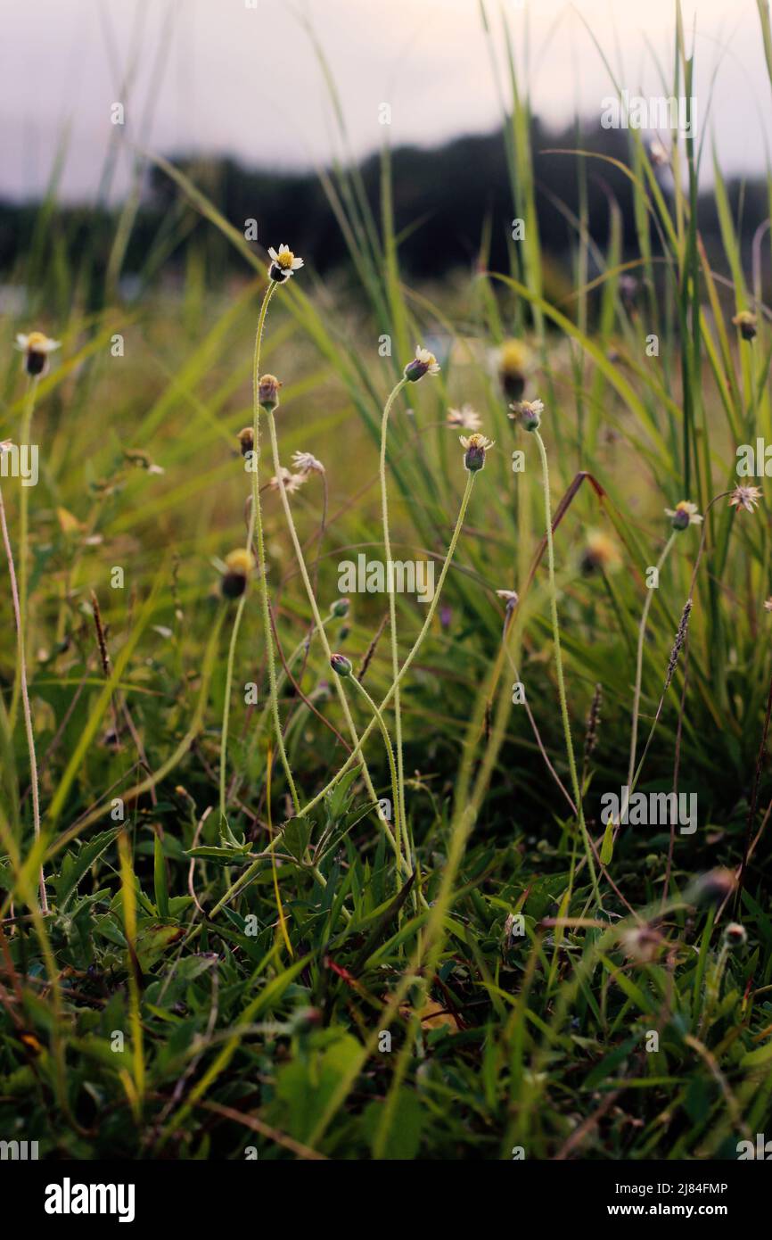 Wildflower growing on a cemetery field Stock Photo - Alamy