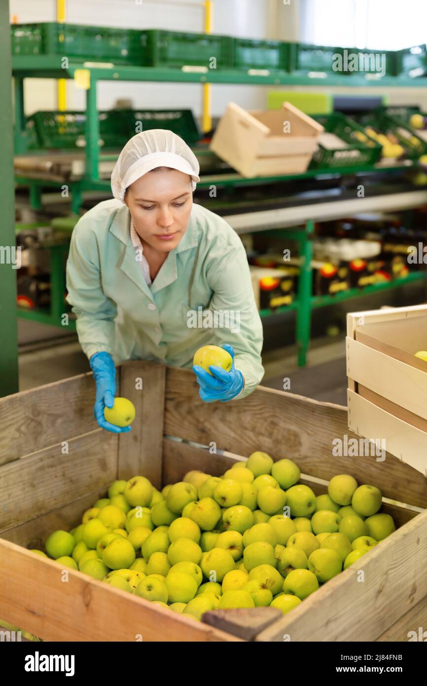 Employee inspecting quality of apples in sorting factory Stock Photo ...