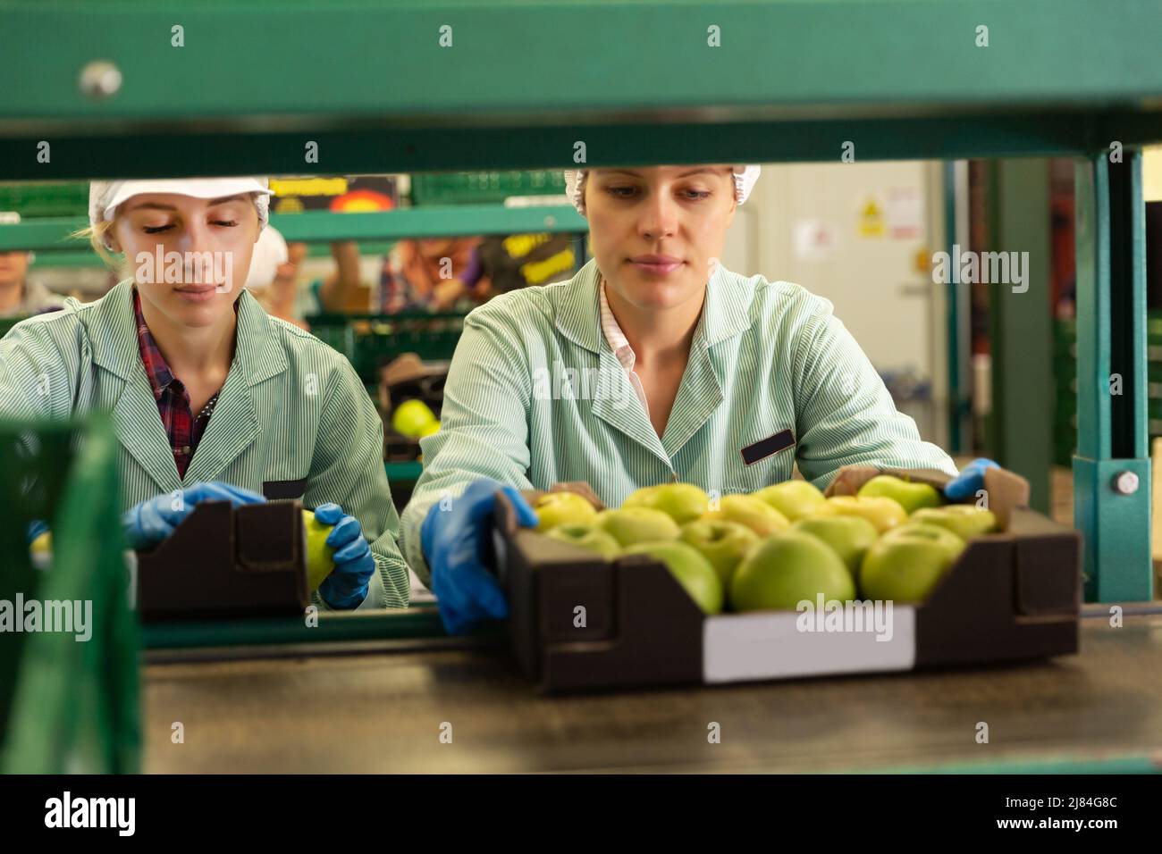 women in uniform packing apples to crates at factory Stock Photo - Alamy