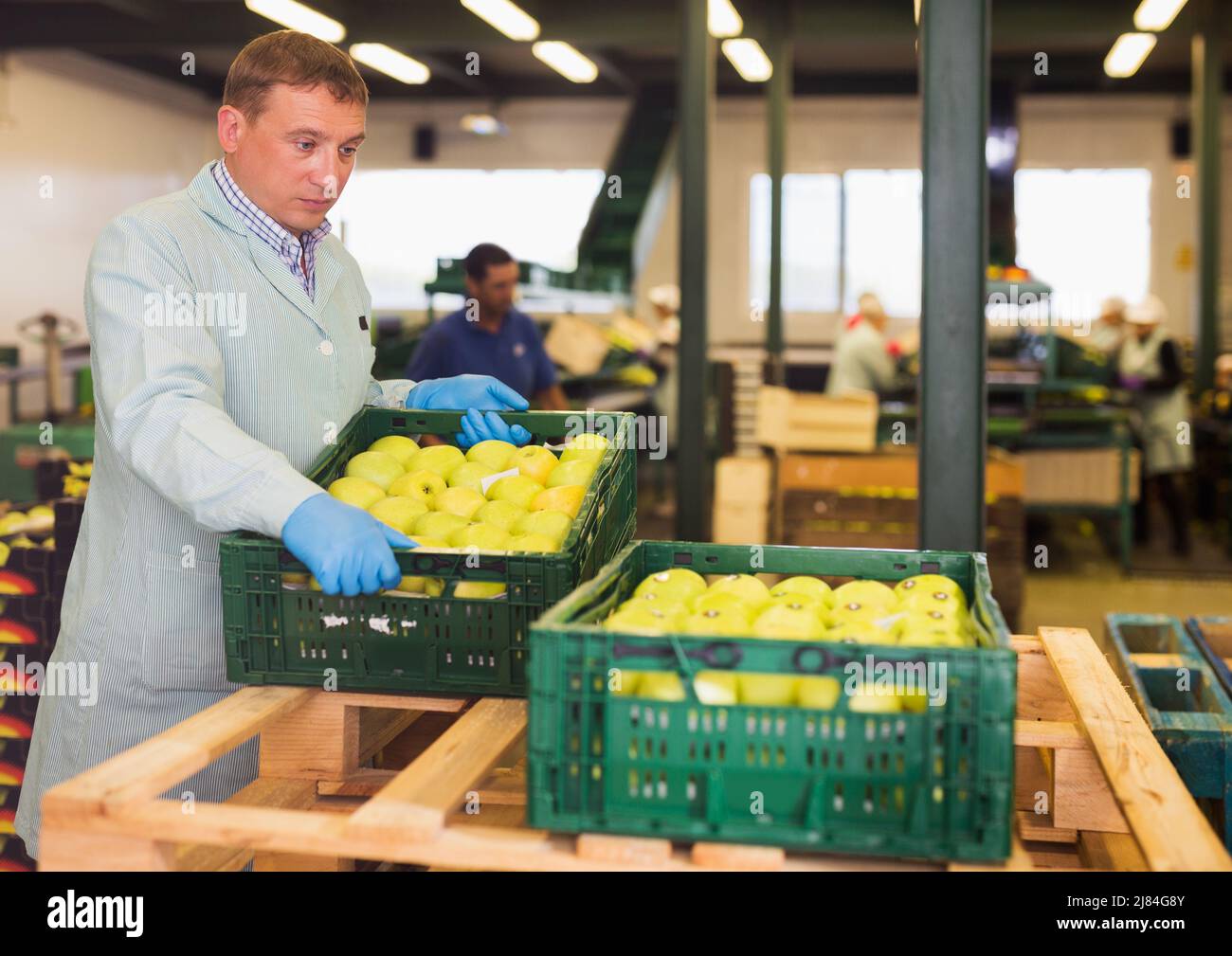 Man stacking boxes with selected apples Stock Photo - Alamy
