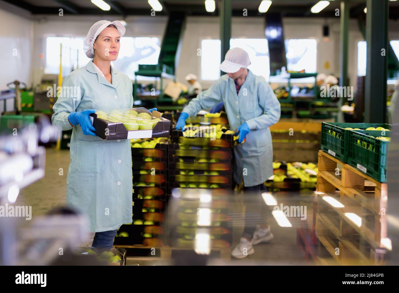Young woman working on sorting line at fruit warehouse, stacking boxes ...