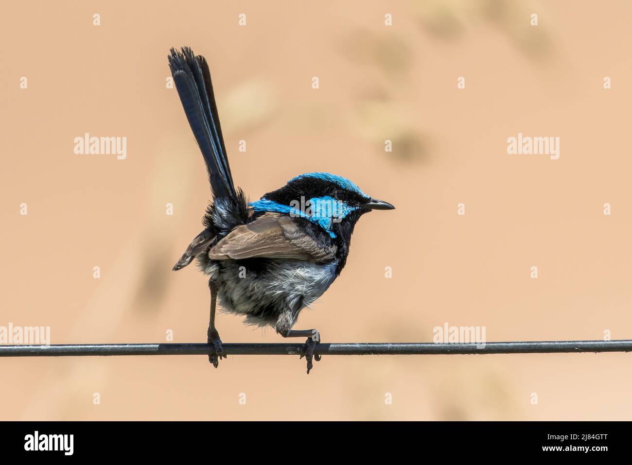Australian male Superb Fairy Wren (Malurus cyaneus Stock Photo - Alamy