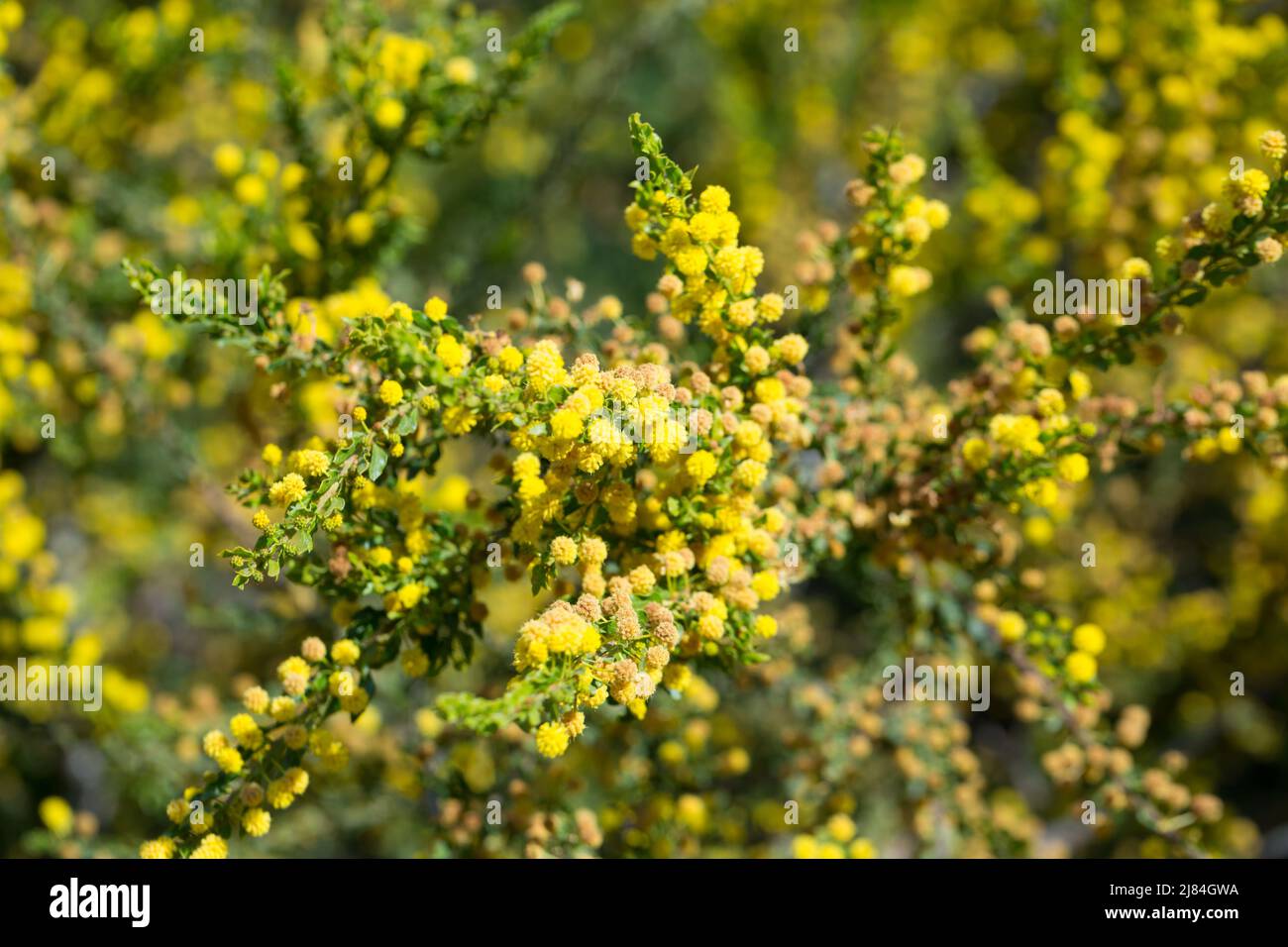 Blooming of Acacia paradoxa Stock Photo - Alamy