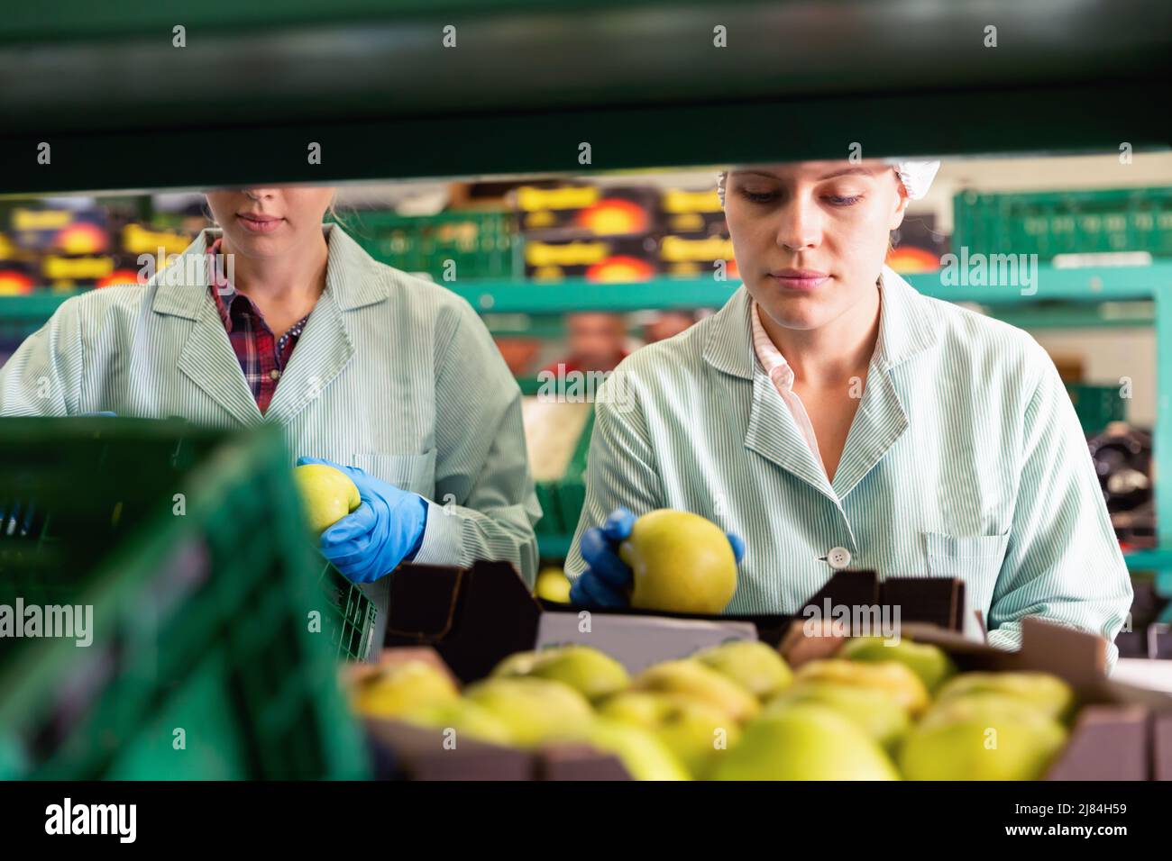 Fruit sorting grading hi-res stock photography and images - Alamy
