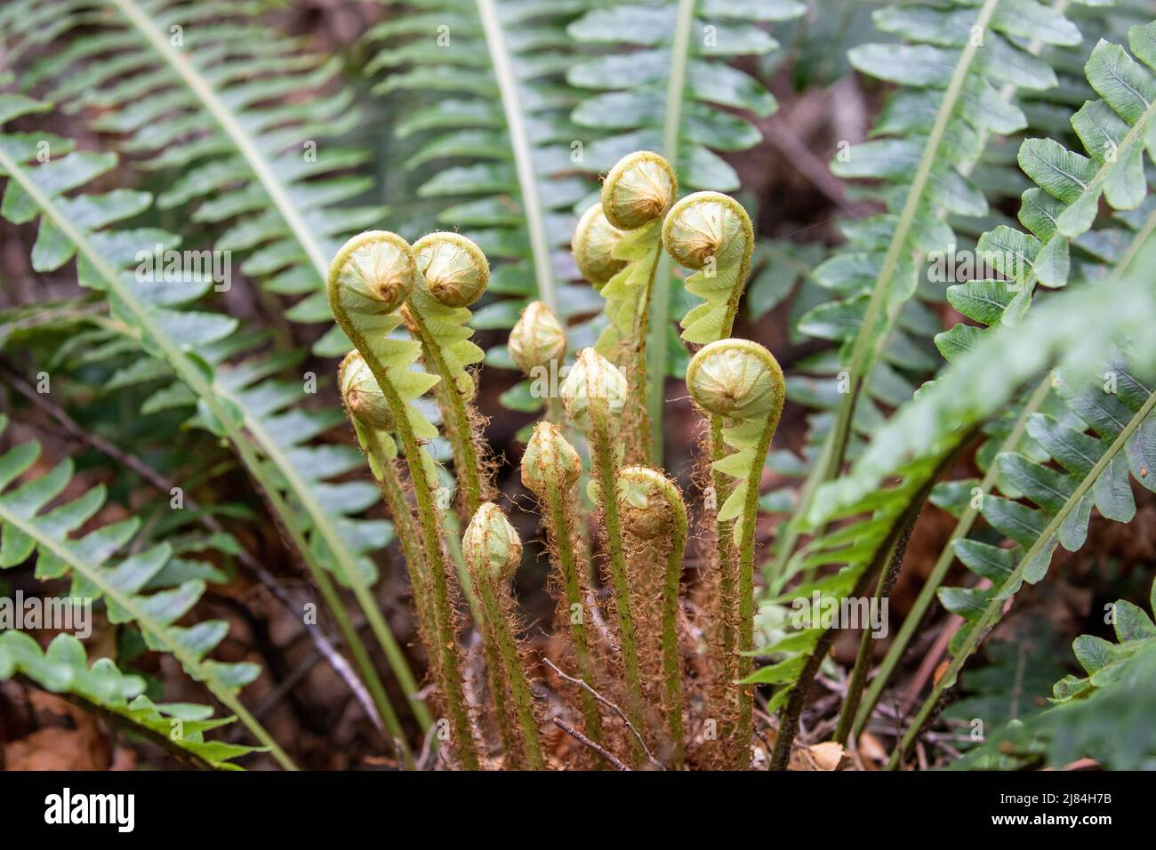 Fern fronds growing from centre of plant; South Island New Zealand ...