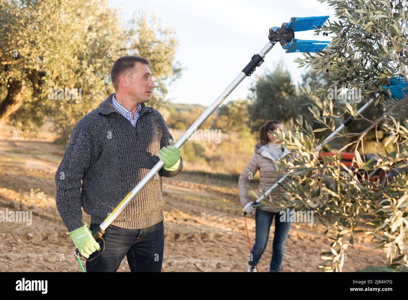 Man farmer picking olives hi-res stock photography and images - Alamy