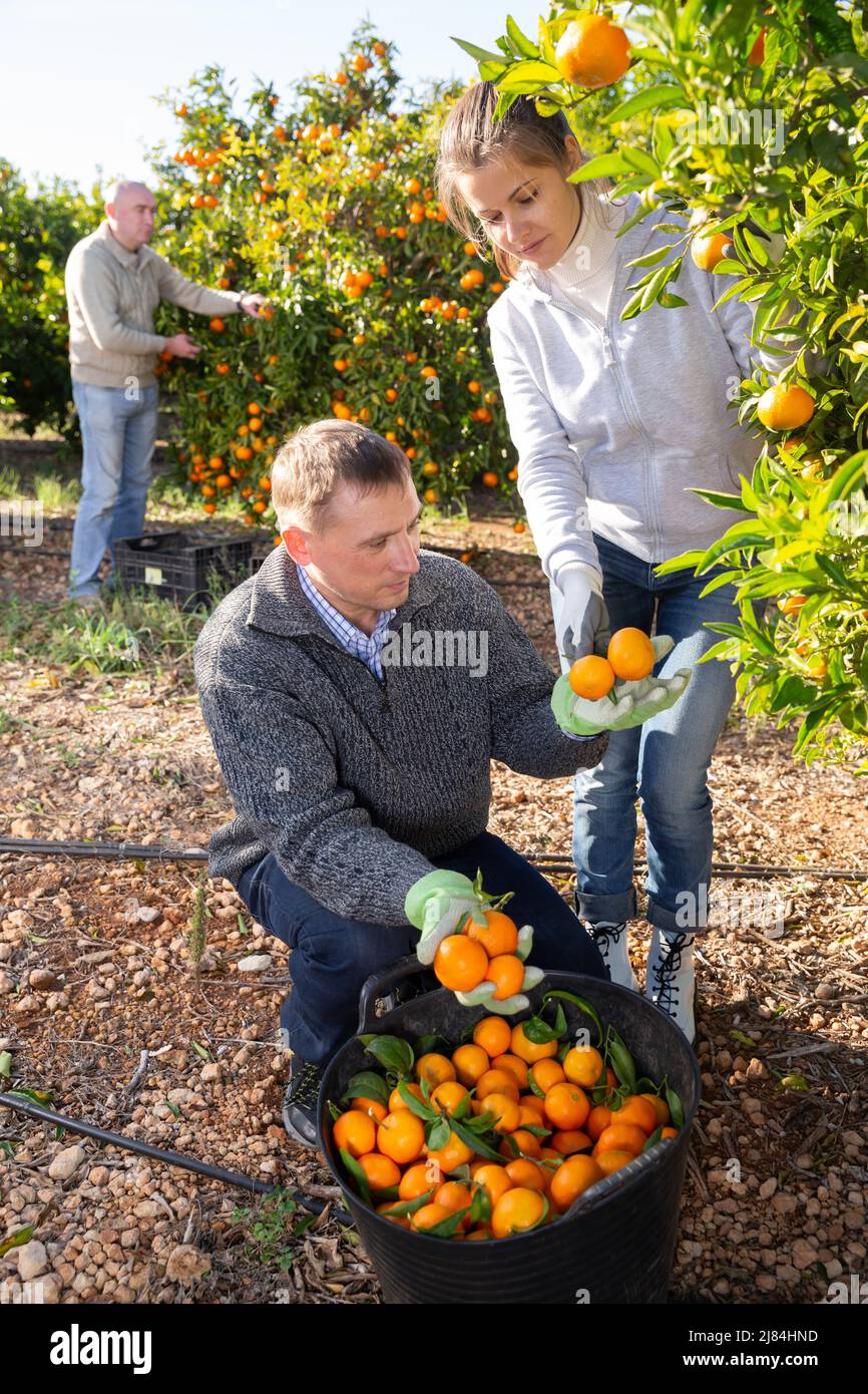 Three farmers picking ripe mandarins Stock Photo - Alamy
