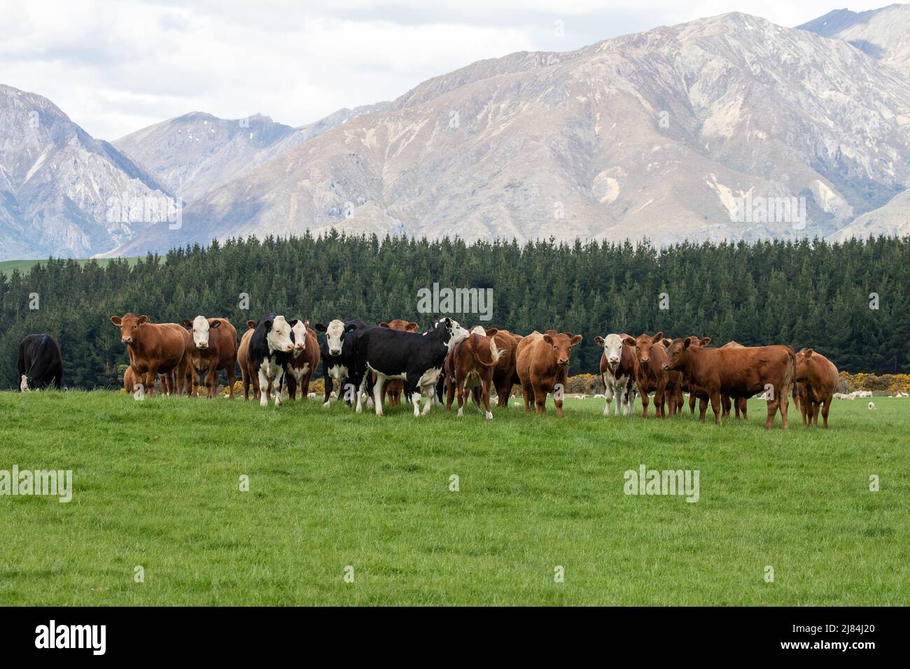 Hear of cows on a New Zealand Dairy Farm Stock Photo - Alamy