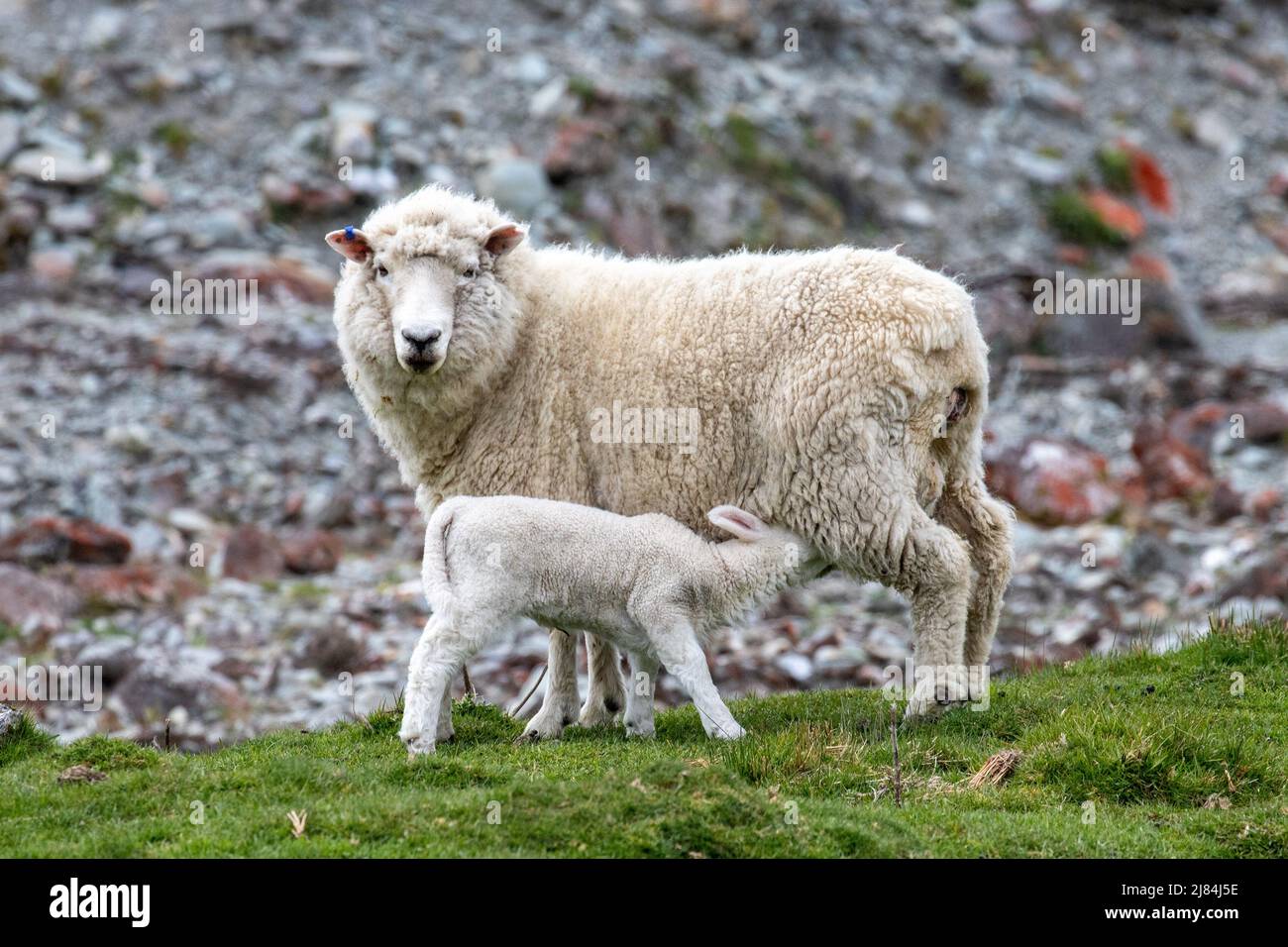 Female sheep with lamb hi-res stock photography and images - Alamy