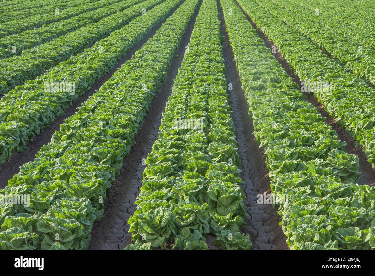 Fields of ripe produce ready for harvesting, even rows, flood irrigated ...